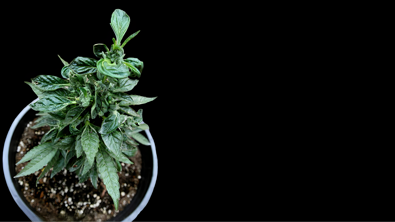 How-To Treat Accidental Re-Vegging Of A Cannabis Plant