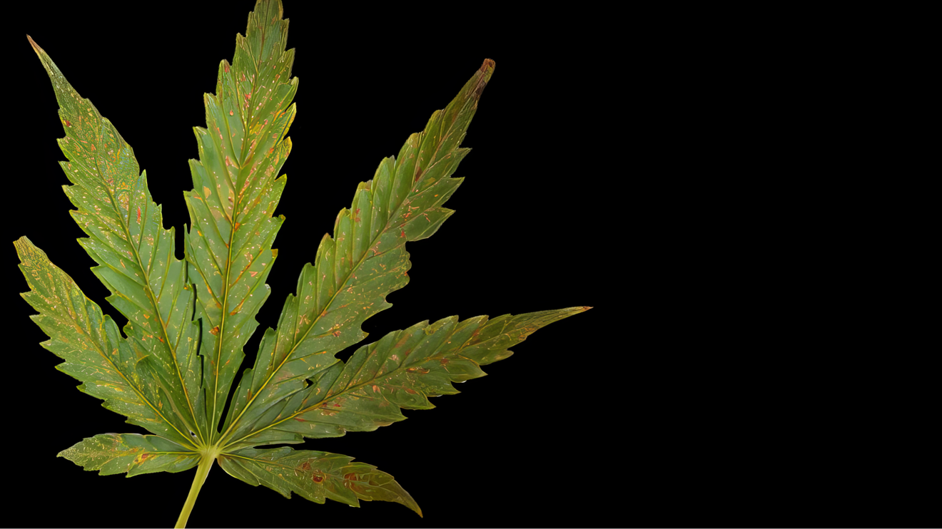 How-To Treat Calcium Deficiency On Cannabis Plants