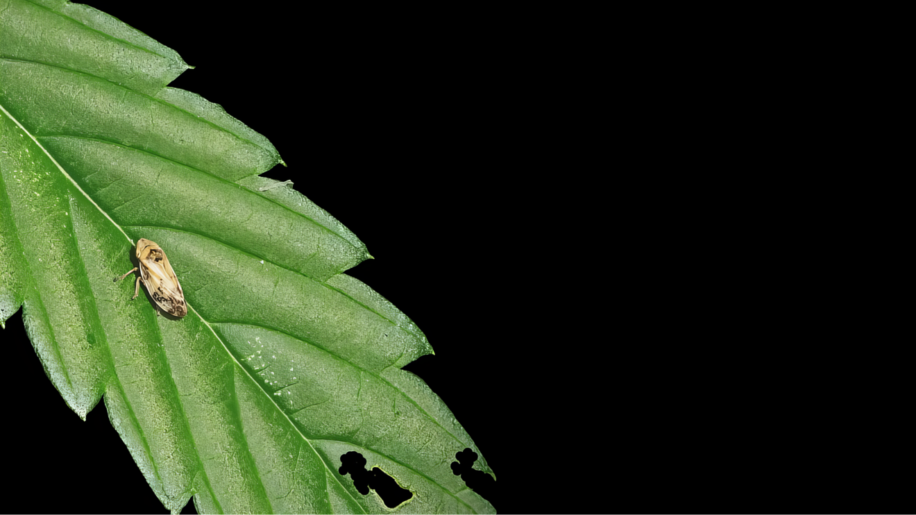 How-To Treat Leafhoppers On Cannabis Plants