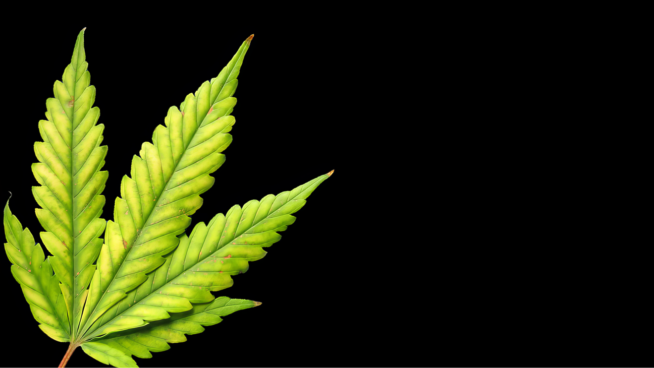 How-To Treat Magnesium Deficiency On Cannabis Plants