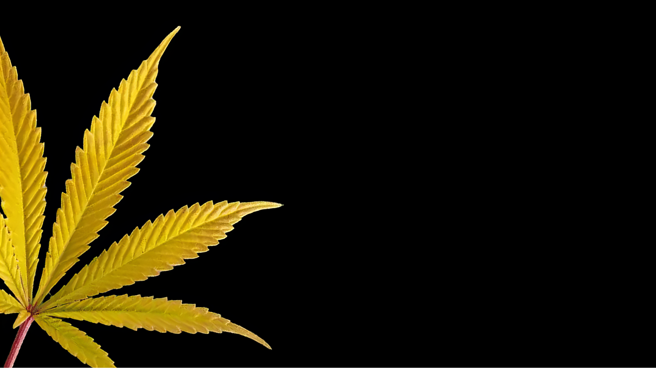 How-To Treat Nitrogen Deficiency On Cannabis Plants