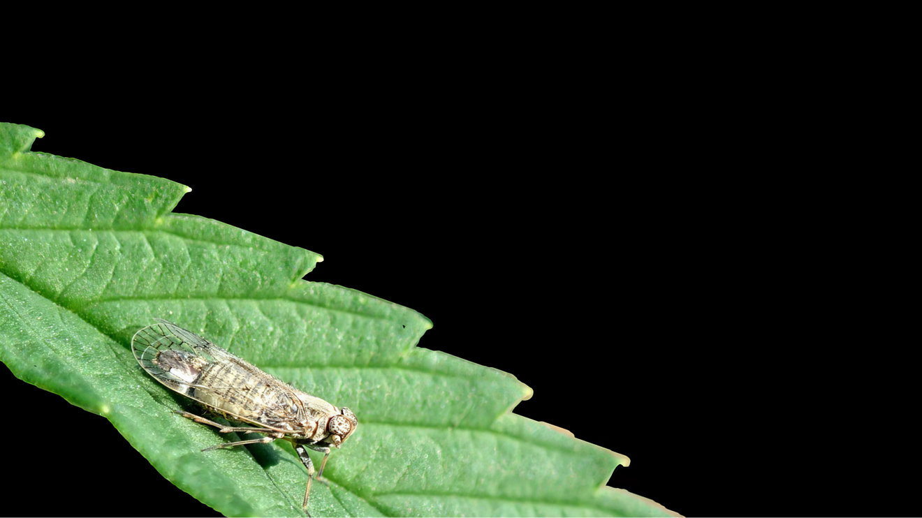 How-To Treat Planthoppers On Cannabis Plants