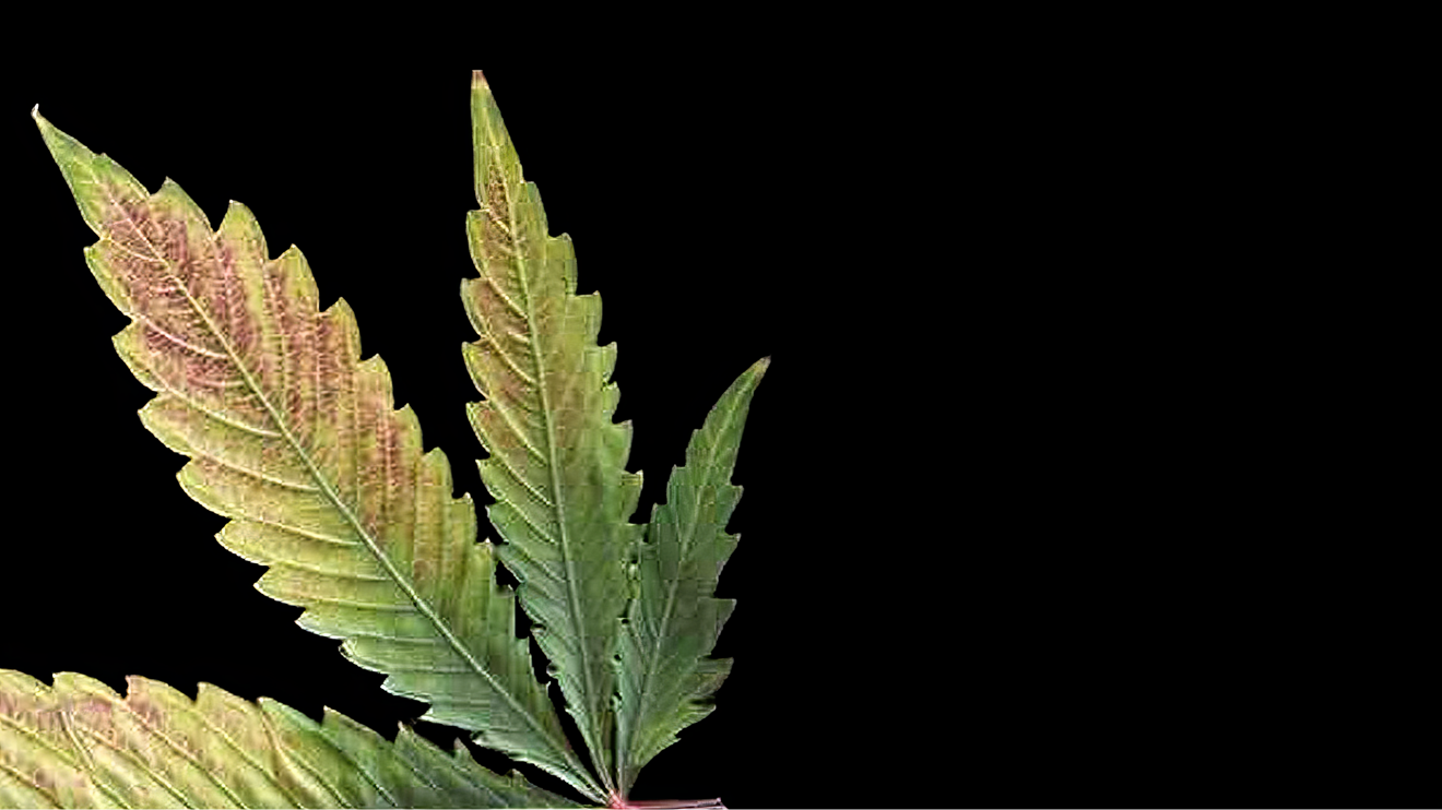 How-To Treat Potassium Deficiency On Cannabis Plants