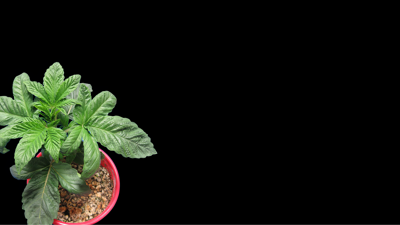 How-To Treat Root Rot On Cannabis Plants