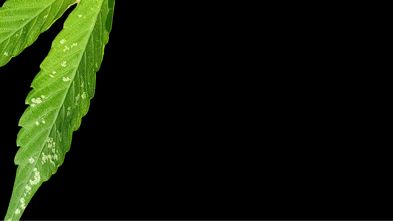 How-To Treat Thrips On Cannabis Plants