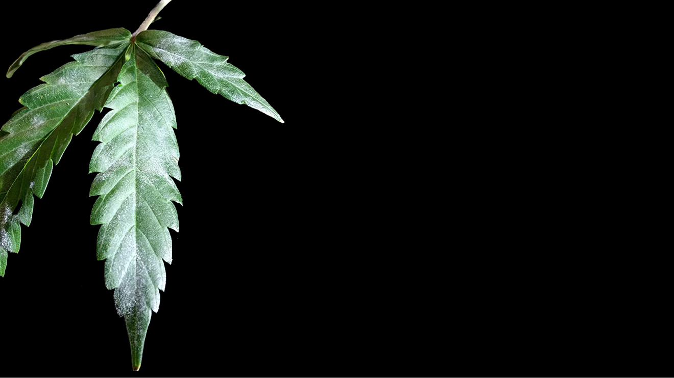 How-To Treat White Powdery Mildew On Cannabis Plants