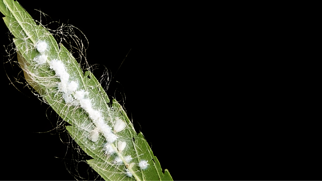How-To Treat Whiteflies On Cannabis Plants
