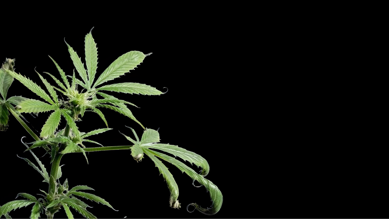 How-To Treat Wind Burn On Cannabis Plants